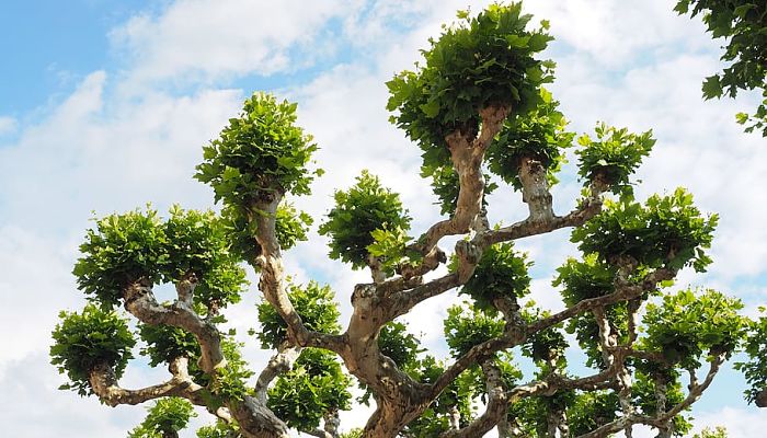 ️ 9 Beneficios Y Propiedades Del Sicomoro. | Guía Completa 2025