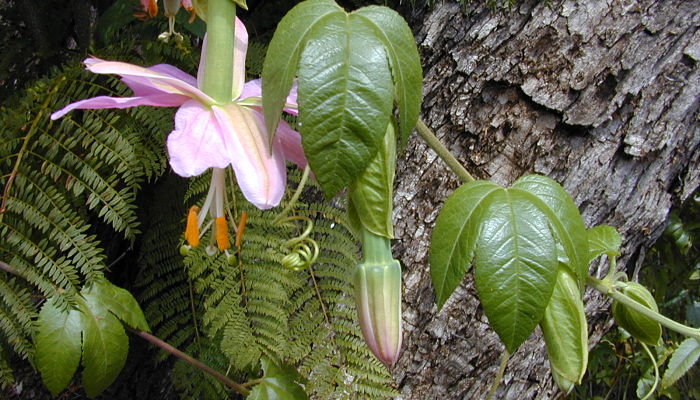 ️ 10 Beneficios Y Propiedades Del Tumbo | PlantasYFLores.pro | Guía ...