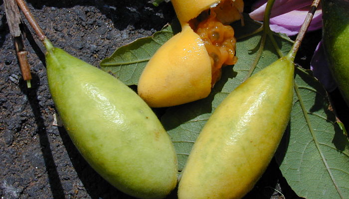 ️ 10 Beneficios Y Propiedades Del Tumbo | PlantasYFLores.pro | Guía ...