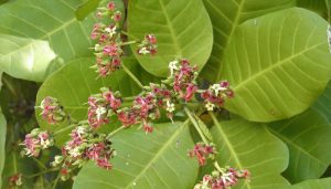️ Cajuil. Origen, Características, Variedades, Cultivo, Cuidados Y Usos ...