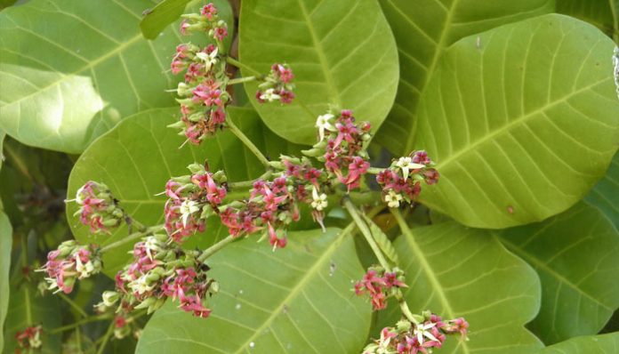 ️ Cajuil. Origen, Características, Variedades, Cultivo, Cuidados Y Usos ...