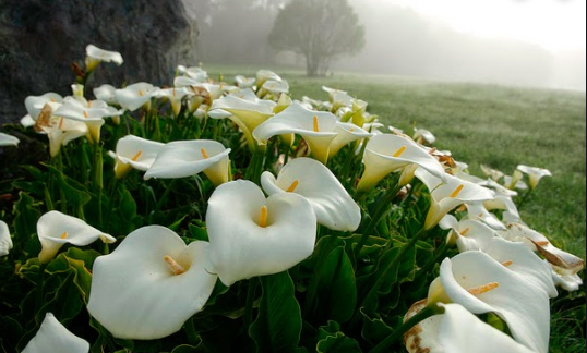 ️ Cala - | Guía Completa 2024