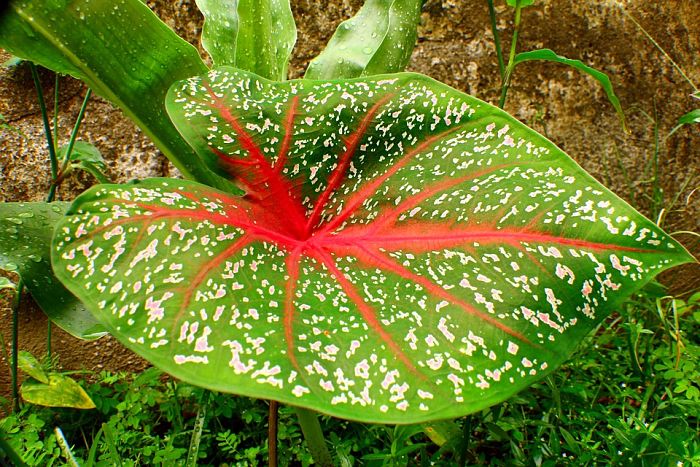 ️ Caladium. Origen, Descripción, Cultivo, Cuidados, Propiedades | Guía ...