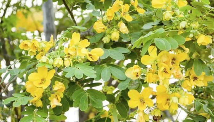 ️ Cassia. Origen, Descripción, Cultivo, Cuidados, Propiedades | Guía ...