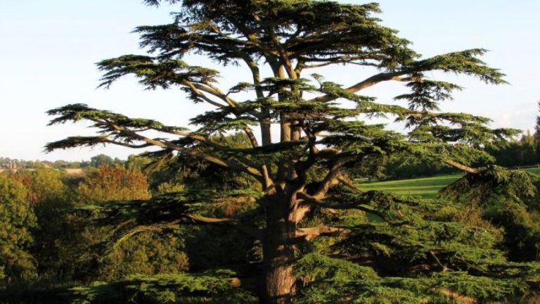 ️ Cedro: tipos, características, tamaños, variedad y colores ...