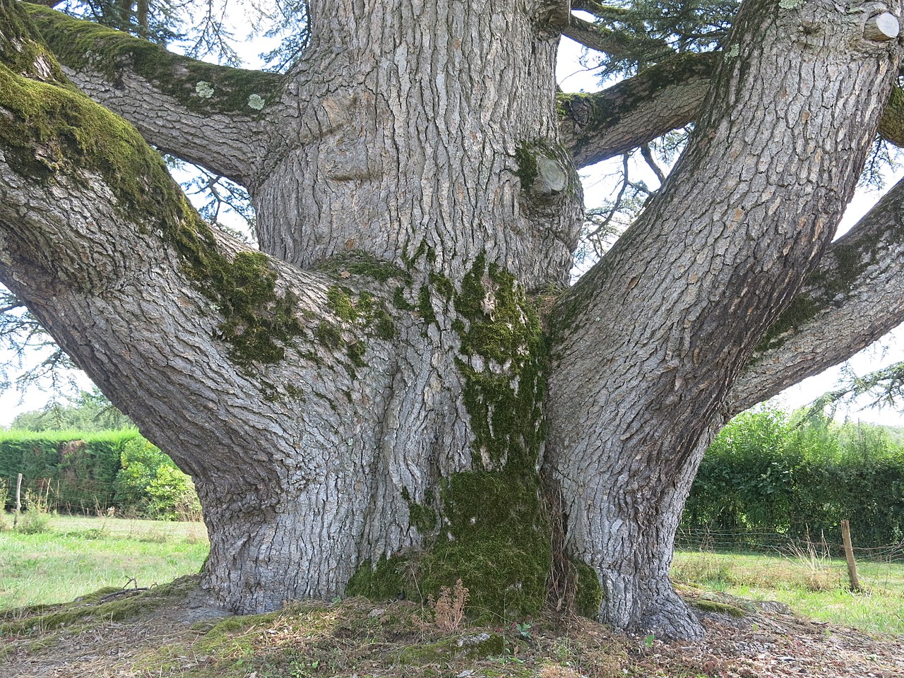 ️ Cedro: tipos, características, tamaños, variedad y colores ...