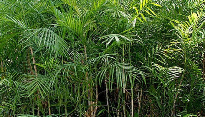 ️ Chamaedorea. Origen, Descripción, Cultivo, Cuidados, Propiedades ...
