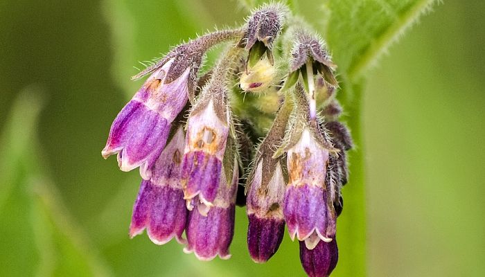 ️ Consuelda. Origen, Descripción, Cultivo, Cuidados, Propiedades | Guía ...