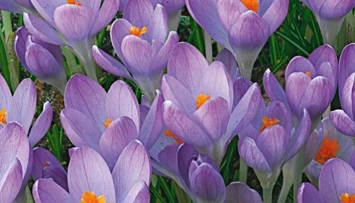 ️ Crocus, Origen, Descripción, Cultivo, Cuidados, Propiedades | Guía ...