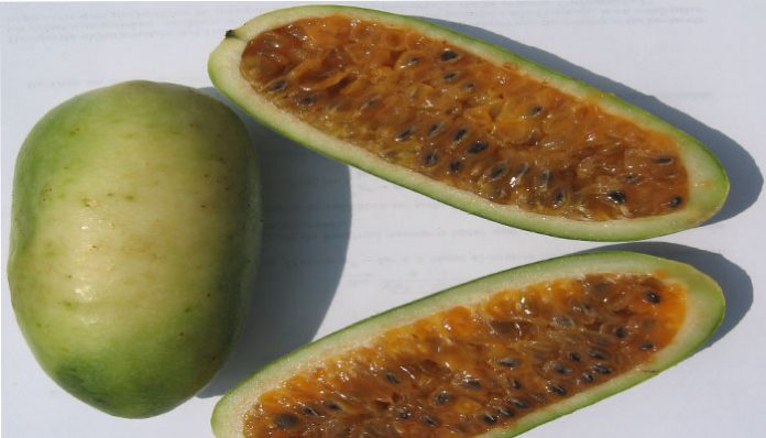 ️ Curuba. Origen, Descripción, Variedades, Cultivo, Cuidados Y Usos ...