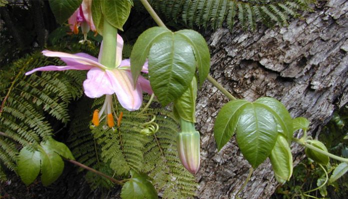 ️ Curuba. Origen, Descripción, Variedades, Cultivo, Cuidados Y Usos ...
