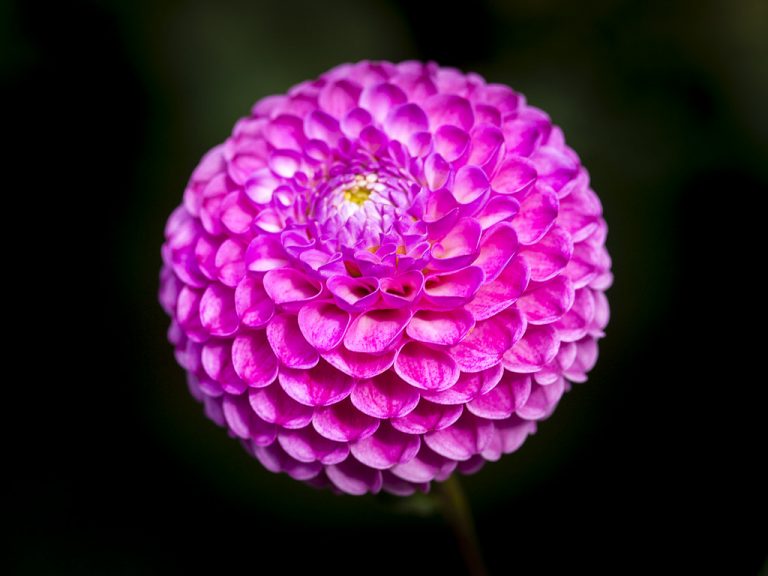️ ? ? Dalia pompón ? Todo acerca de esta hermosa planta?? | Guía ...