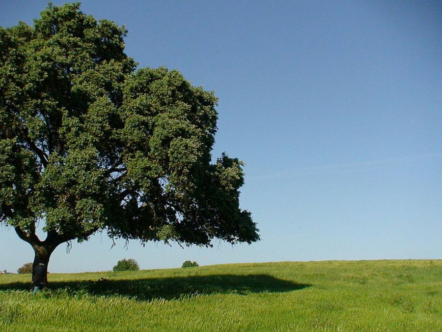 ️ Encina: tipos, características, tamaño, variedades, colores ...