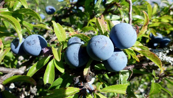 ️ Endrino. Origen, Descripción, Variedades, Cultivo, Cuidados Y Usos ...