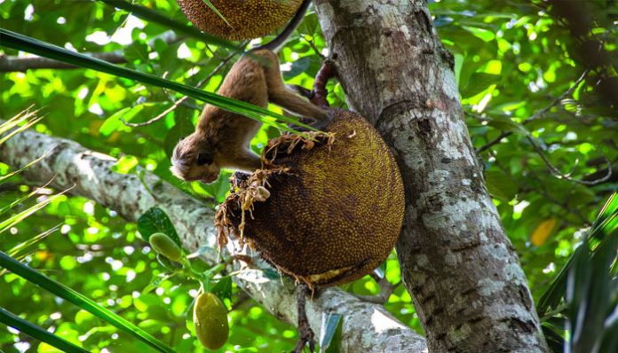️ Fruta De Pan. Origen, Descripción, Variedades, Cultivo, Cuidados Y ...