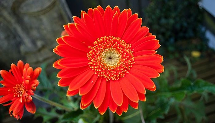 ️ Gerberas Rojas. Origen, Descripción, Cultivo, Cuidados, Propiedades ...