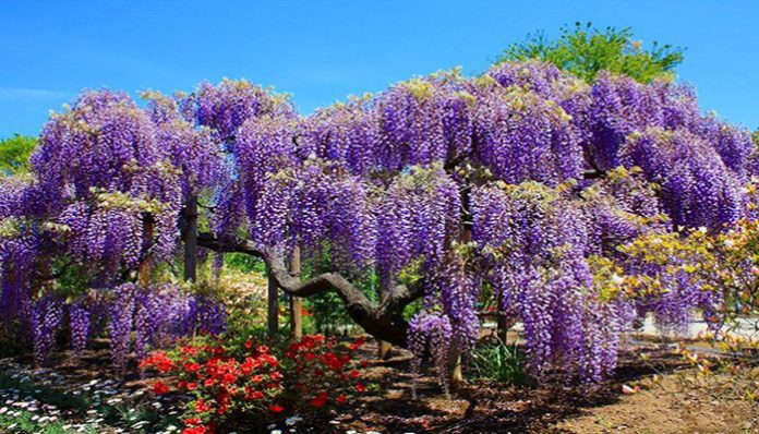 ️ Glicina (Wisteria). Orige, Descripción, Variedades, Cultivo, Cuidados ...