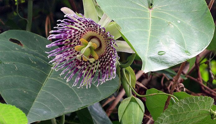 ️ Granadilla (Passiflora ligularis). Origen, Cultivo, Cuidados Y Usos ...