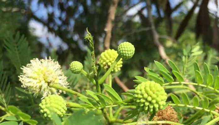 ️ Guaje (Leucaena). caracteristicas, variedades, cultivos, cuidados y ...