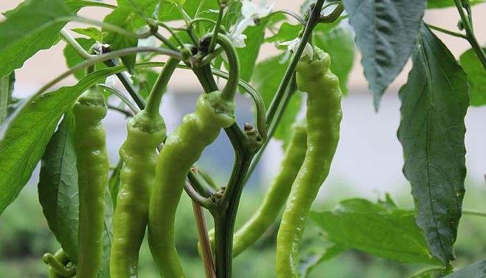 ️ Guindillas. Origen, Descripción, Cultivo, Cuidados, Propiedades ...
