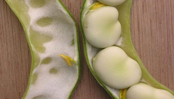 ️ Haba. Origen, Descripción, Variedades, Cultivo, Cuidados Y Usos ...