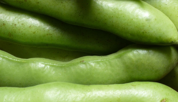 ️ Haba. Origen, Descripción, Variedades, Cultivo, Cuidados Y Usos ...