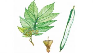 ️ Inga. Descripción, Ecología, Cultivo, Beneficios Y Propiedades | Guía ...