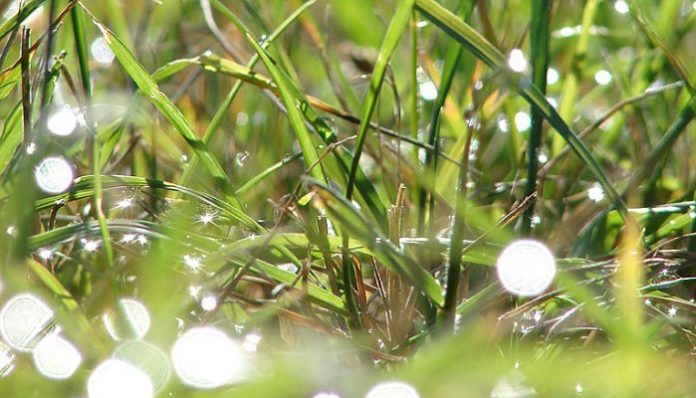 ️ Kikuyo. Origen, descripción, Cultivo, Cuidados, Propiedades. | Guía ...