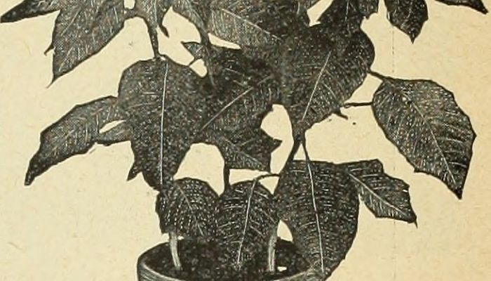 ️ Kikuyo. Origen, descripción, Cultivo, Cuidados, Propiedades. | Guía ...
