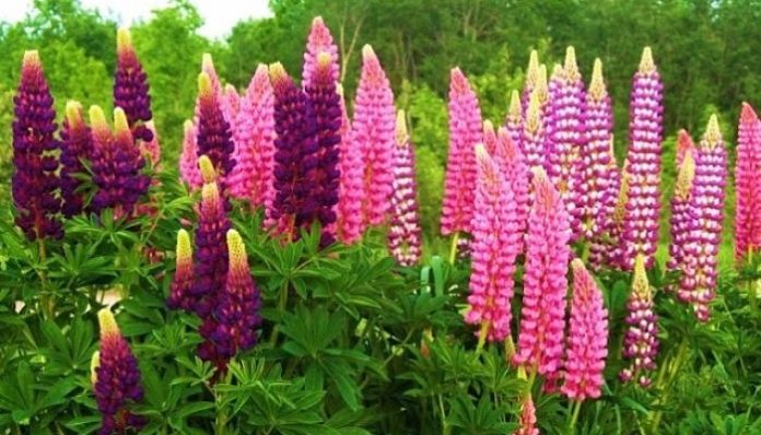 ️ Lupino (lupinus polyphyllus). Origen, Descripción, Cultivo y Usos ...