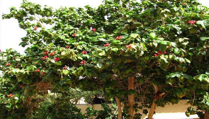 ️ Majagua Talipariti Elatum Origen Hábitat Descripción Y Usos