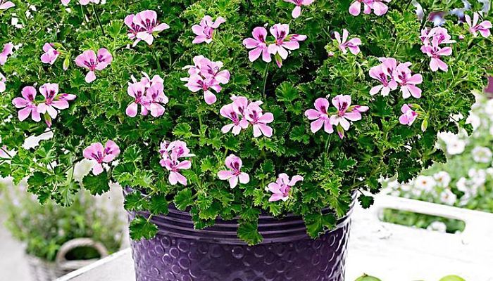 ️ Malvarrosa. Origen, descripción, Cultivo, Cuidados, Propiedades ...