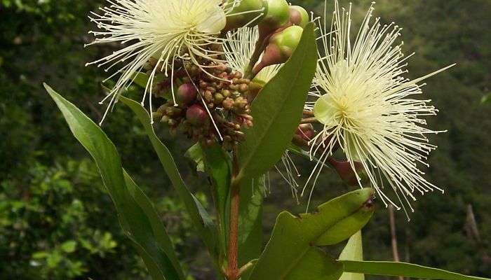 ️ Manzana Rosa. Origen, descripción, Cultivo, Cuidados, Propiedades ...
