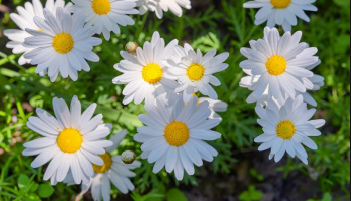 ️ Manzanilla: Origen, Descripción, Botánica, Cultivo, Usos, Cuidados Y ...