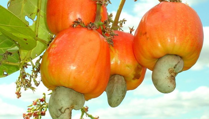 ️ Merey. Origen, Descripción, Cultivo, Cuidados, Propiedades | Guía ...