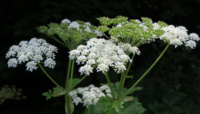 ️ Milenrama. Origen, Descripción, Variedades, Cultivo, Cuidados Y Usos ...