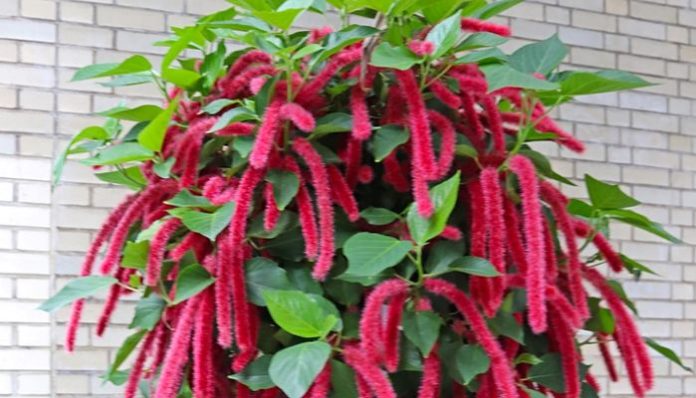 ️ Moco De Pavo. Origen, Descripción, Cultivo, Cuidados, Propiedades ...