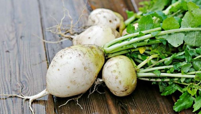 ️ Nabo Blanco. Origen, Descripción, Cultivo, Cuidados, Propiedades ...