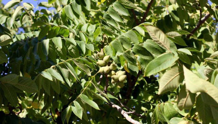 ️ Nogal. Origen, Descripción, Variedades, Cultivo, Cuidados Y Usos ...