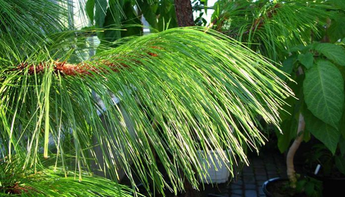 ️ Ocote (Pinus montezumae). Origen, Descripción, Cultivo Y Usos | Guía ...