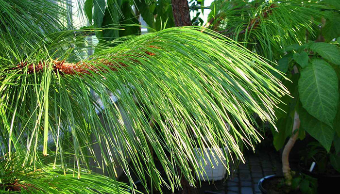 ️ Ocote (Pinus montezumae). Origen, Descripción, Cultivo Y Usos | Guía ...