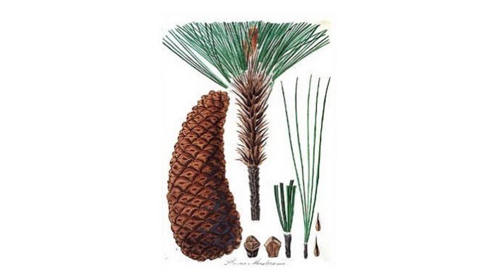 ️ Ocote (Pinus montezumae). Origen, Descripción, Cultivo Y Usos | Guía ...