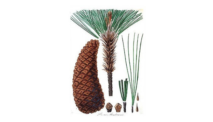 ️ Ocote (Pinus montezumae). Origen, Descripción, Cultivo Y Usos | Guía ...