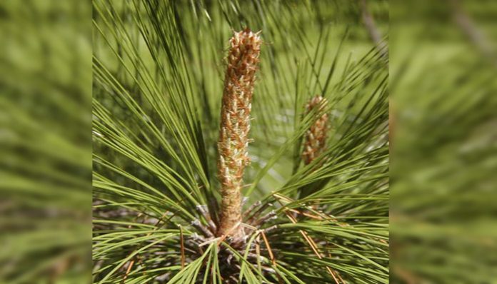️ Ocote (Pinus montezumae). Origen, Descripción, Cultivo Y Usos | Guía ...