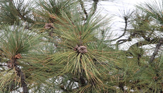 ️ Ocote (Pinus montezumae). Origen, Descripción, Cultivo Y Usos | Guía ...