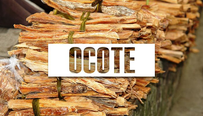️ Ocote (Pinus montezumae). Origen, Descripción, Cultivo Y Usos | Guía ...