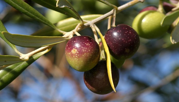 ️ Olivera. Origen, Descripción, Variedades, Cultivo, Cuidados Y Usos ...
