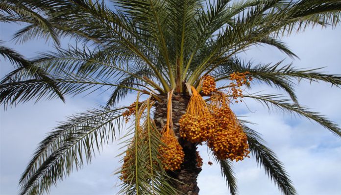 ️ Palma Datilera. Origen, Descripción, Variedades, Cultivo, Cuidados Y ...