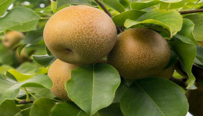 ️ Pera japonesa. Origen, Variedades, Cultivo, Cuidados Y Usos | Guía ...