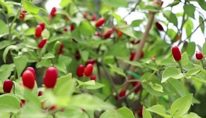️ 10 Plantas Con Bolitas Rojas. Las Más Populares Y Sus Utilidades ...